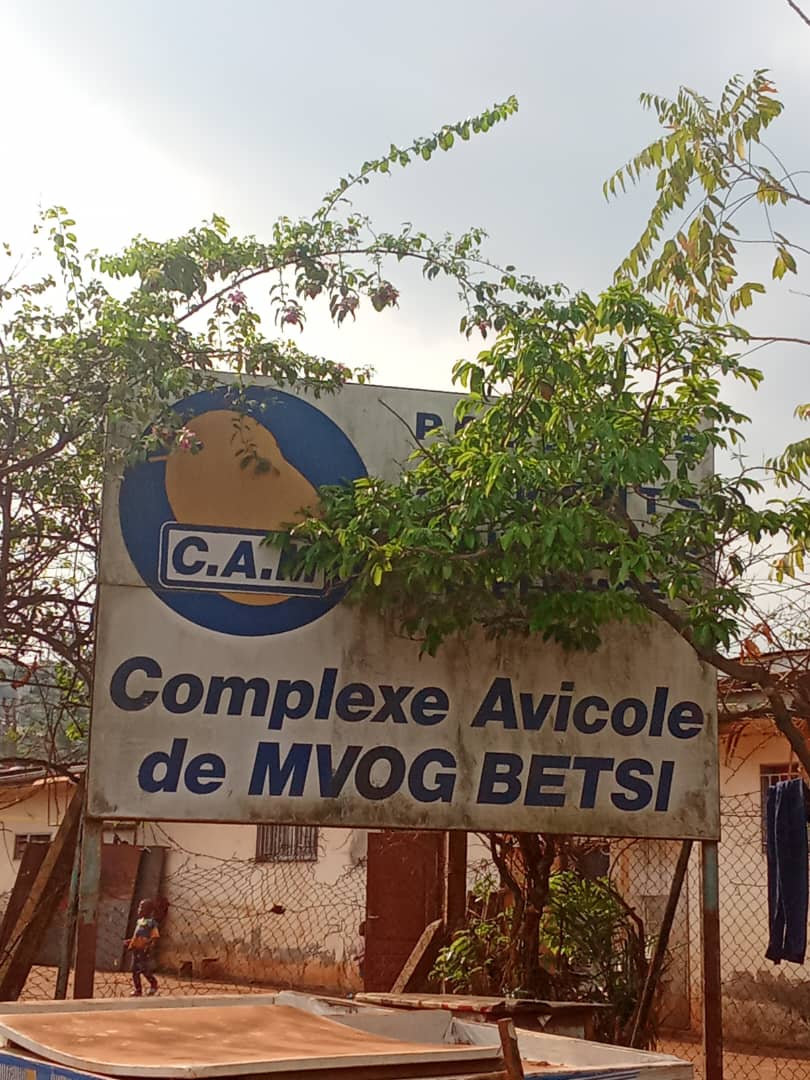 Tribune/Yaoundé : il faut sauver le Complexe avicole de Mvog-Betsi | La ...